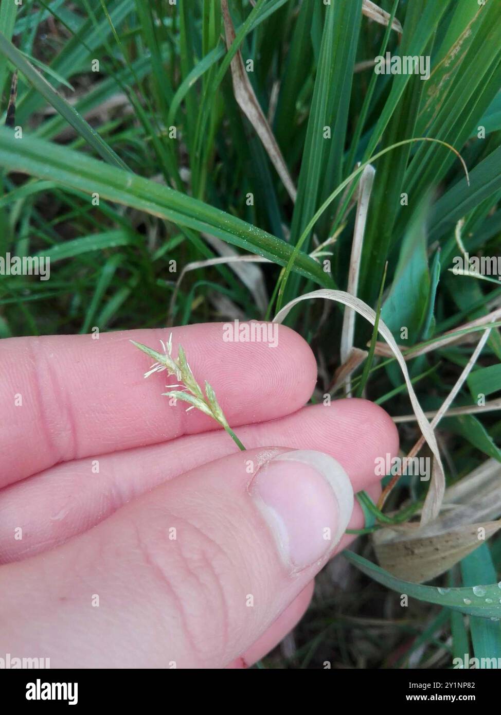 alpine grass (Carex brizoides) Plantae Stock Photo - Alamy