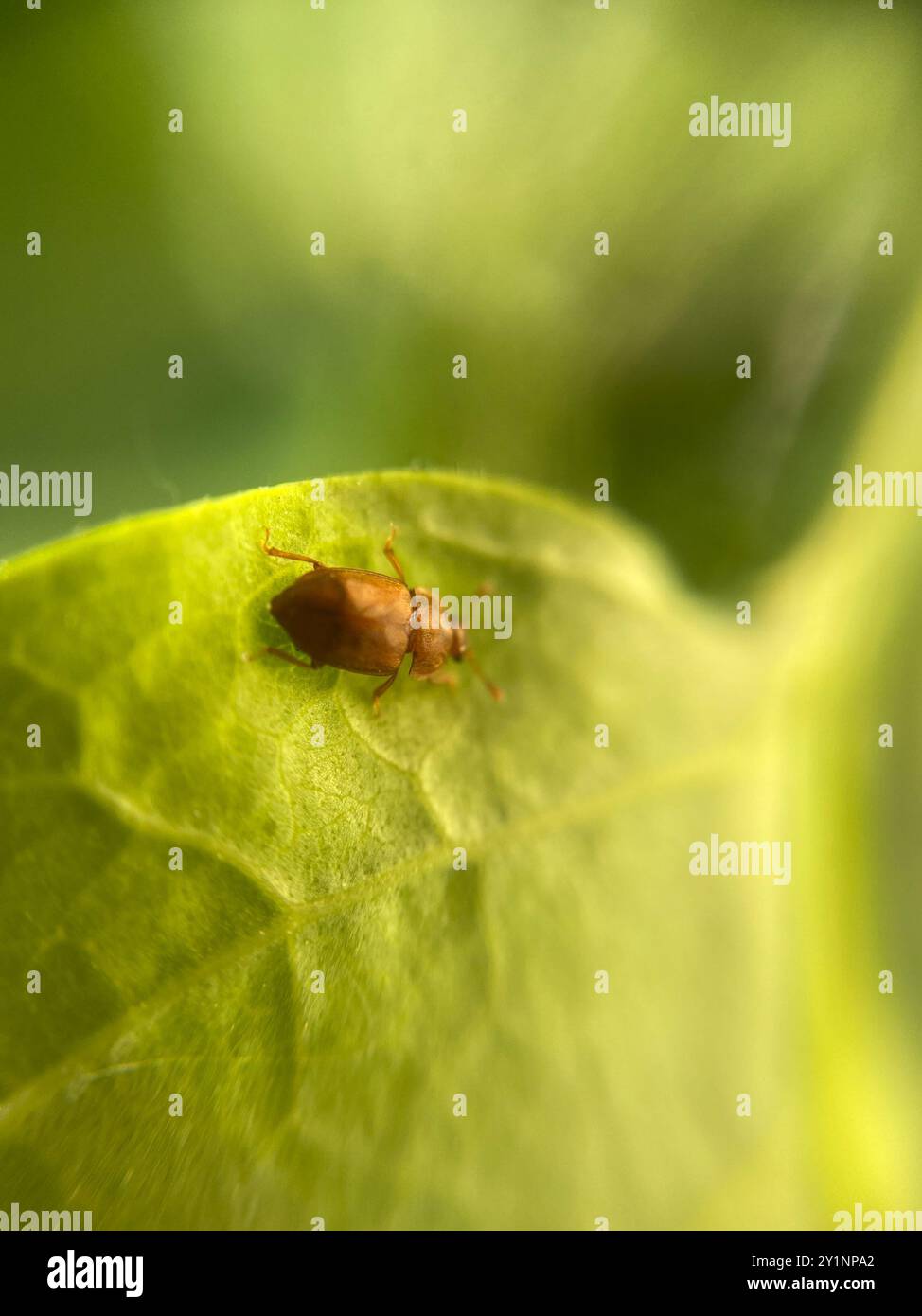 Epuraea aestiva hi-res stock photography and images - Alamy