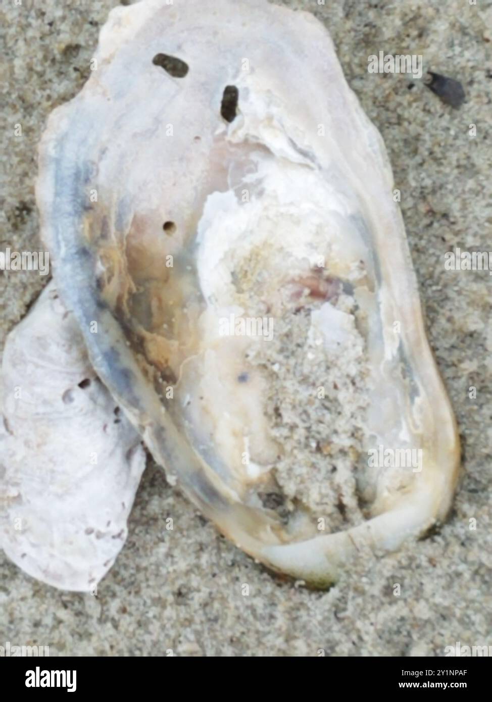 Eastern Oyster (Crassostrea virginica) Mollusca Stock Photo - Alamy