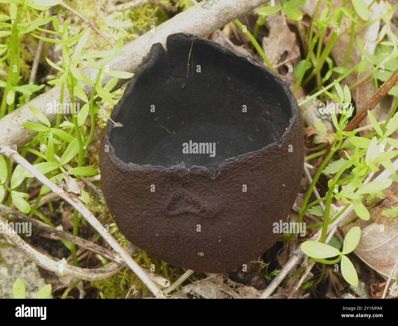 devil's urn (Urnula craterium) Fungi Stock Photo - Alamy