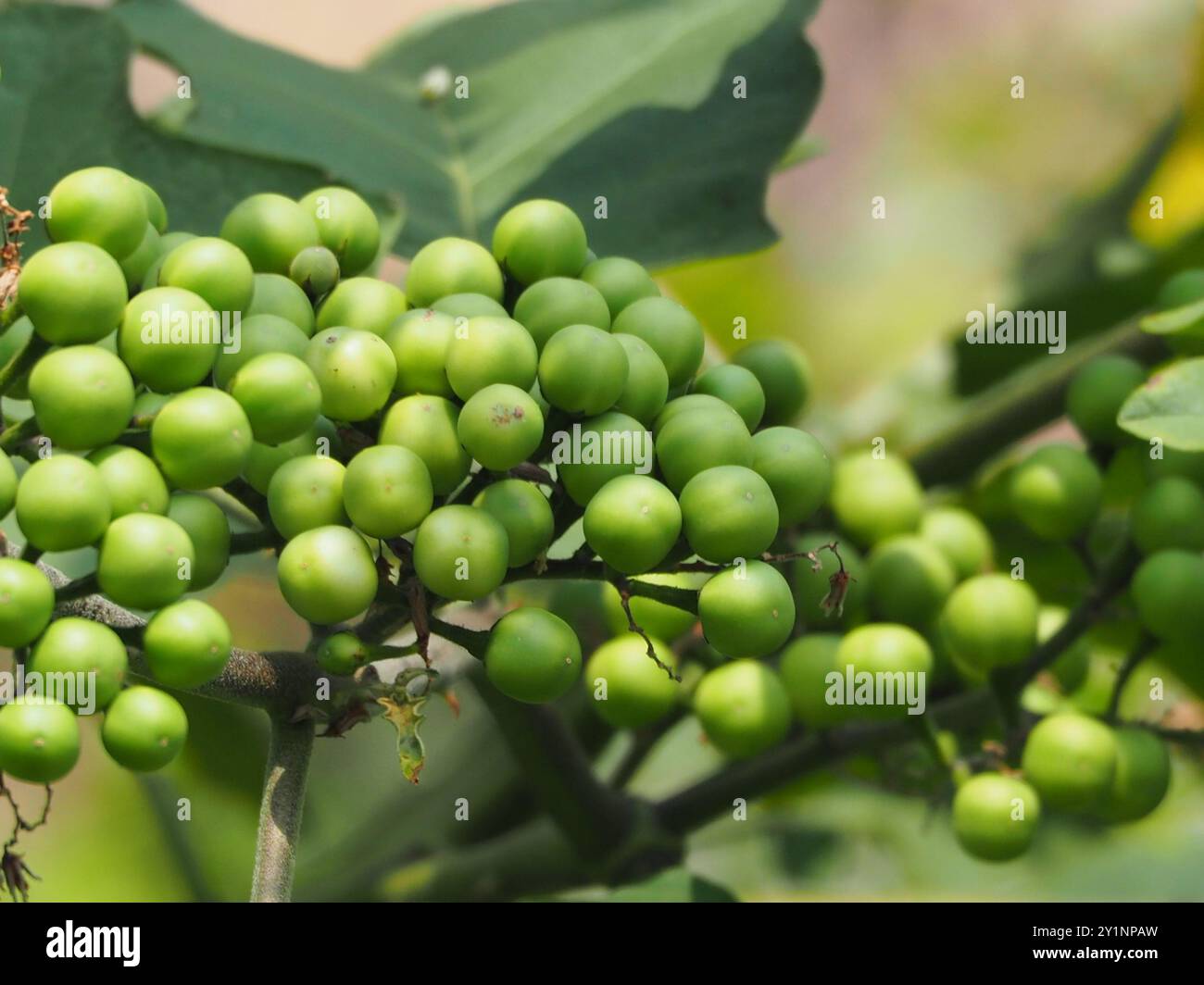 Turkey Berry (Solanum torvum) Plantae Stock Photo - Alamy