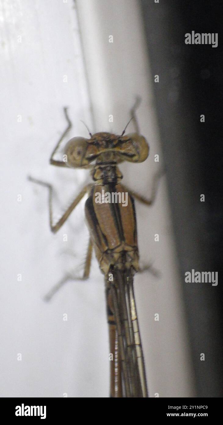 Variable Dancer (Argia fumipennis) Insecta Stock Photo - Alamy