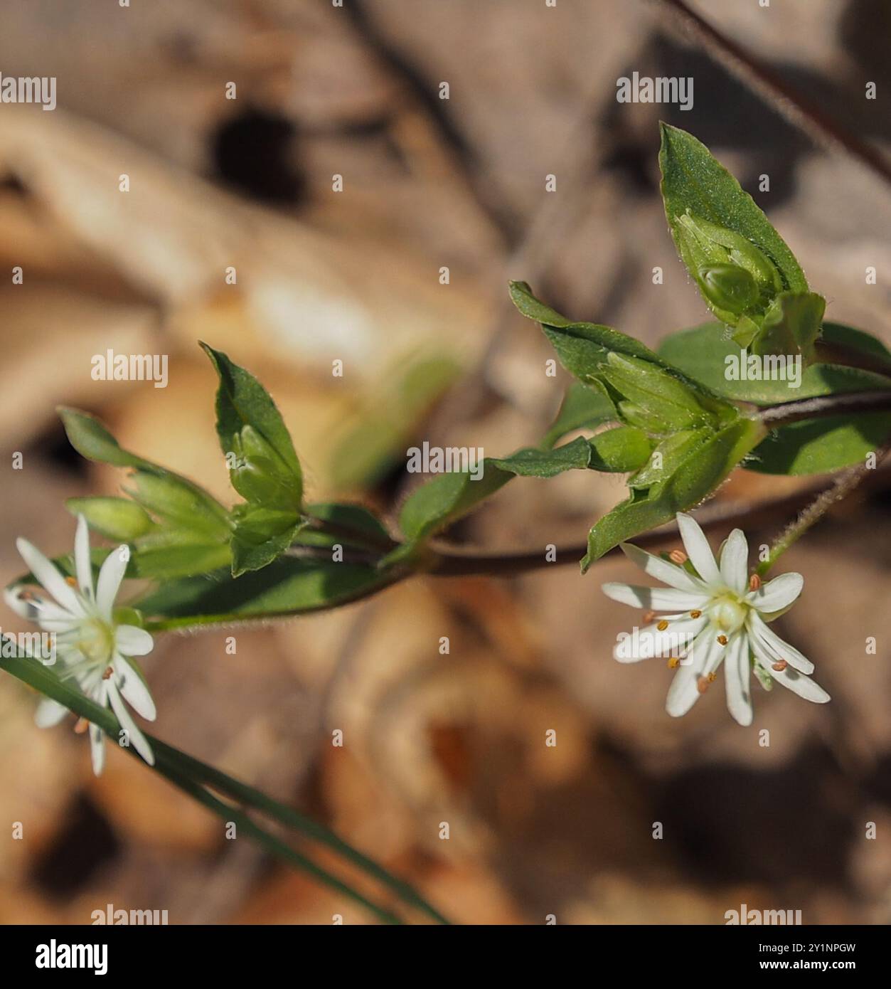 star chickweed (Stellaria pubera) Plantae Stock Photo - Alamy