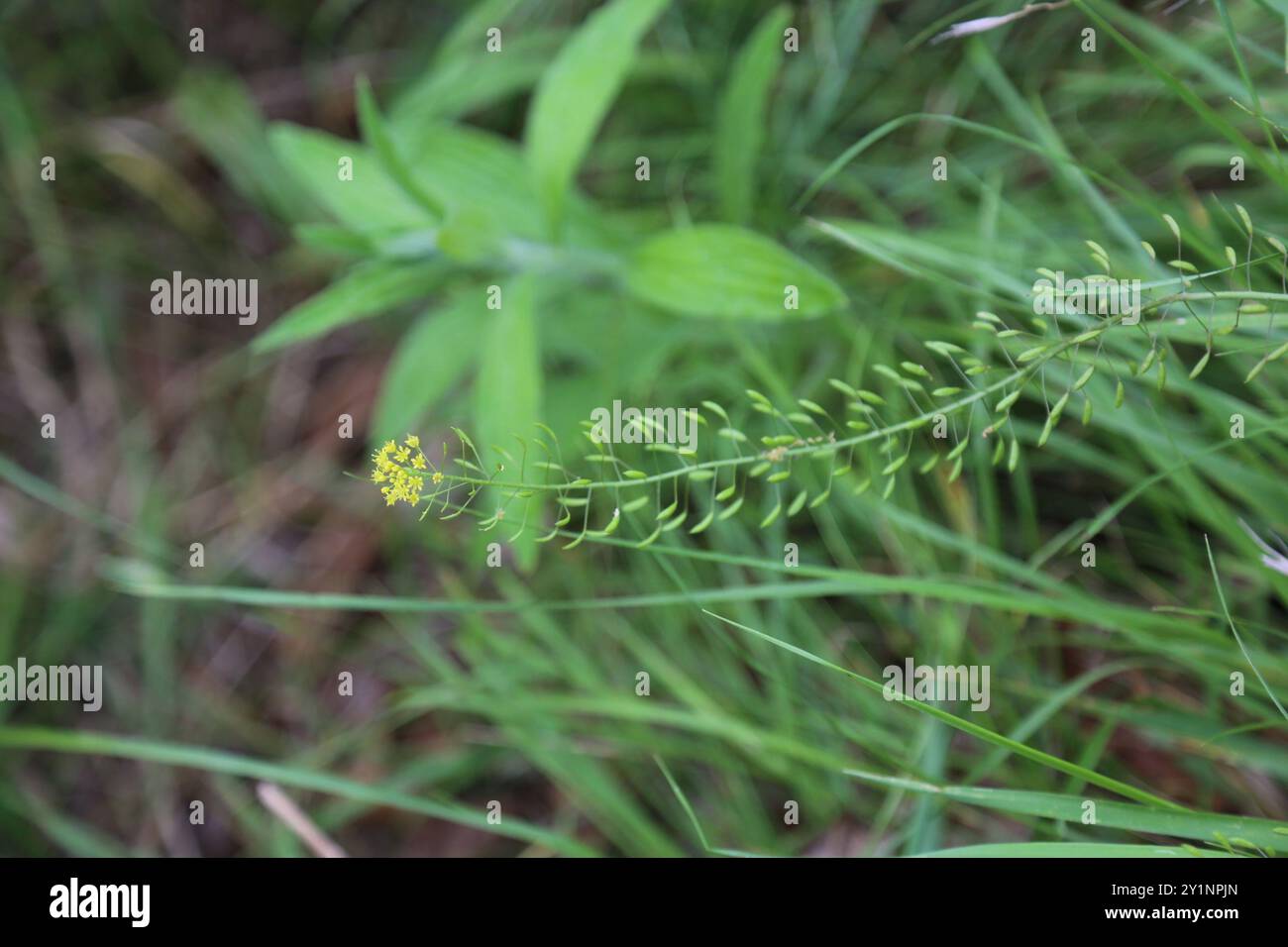 Western Tansymustard (Descurainia pinnata) Plantae Stock Photo - Alamy