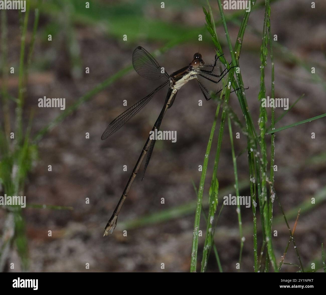 Swamp Spreadwing (Lestes vigilax) Insecta Stock Photo - Alamy