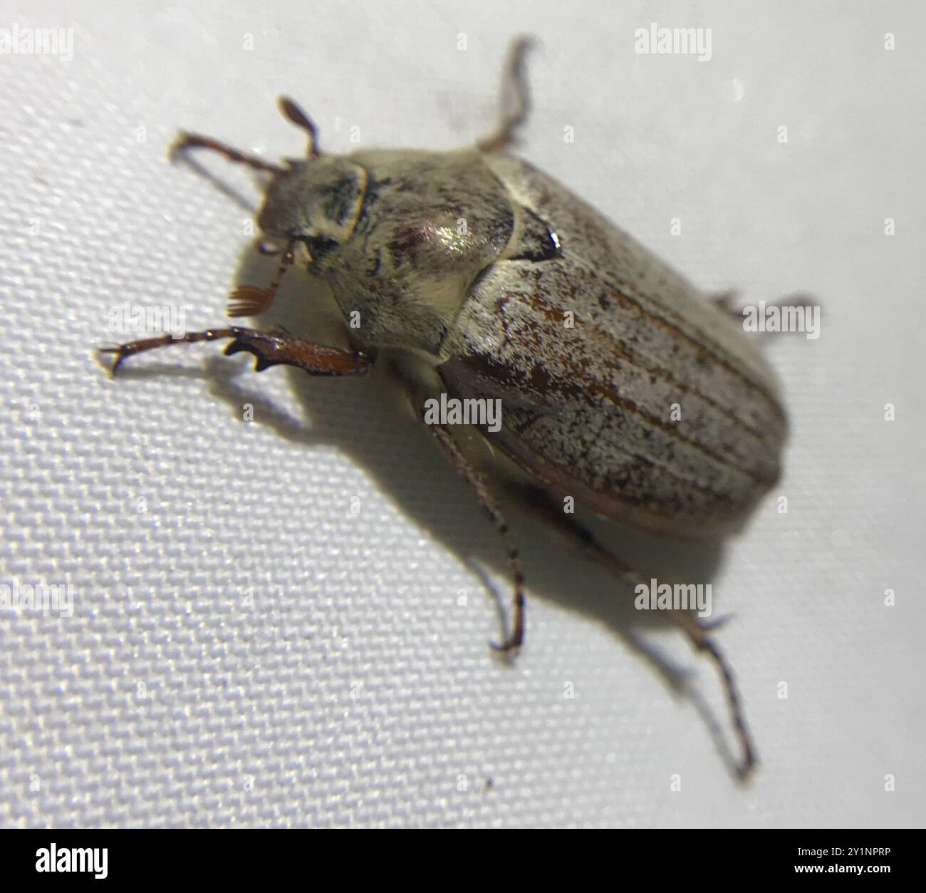 Common Cockchafer (Melolontha melolontha) Insecta Stock Photo - Alamy