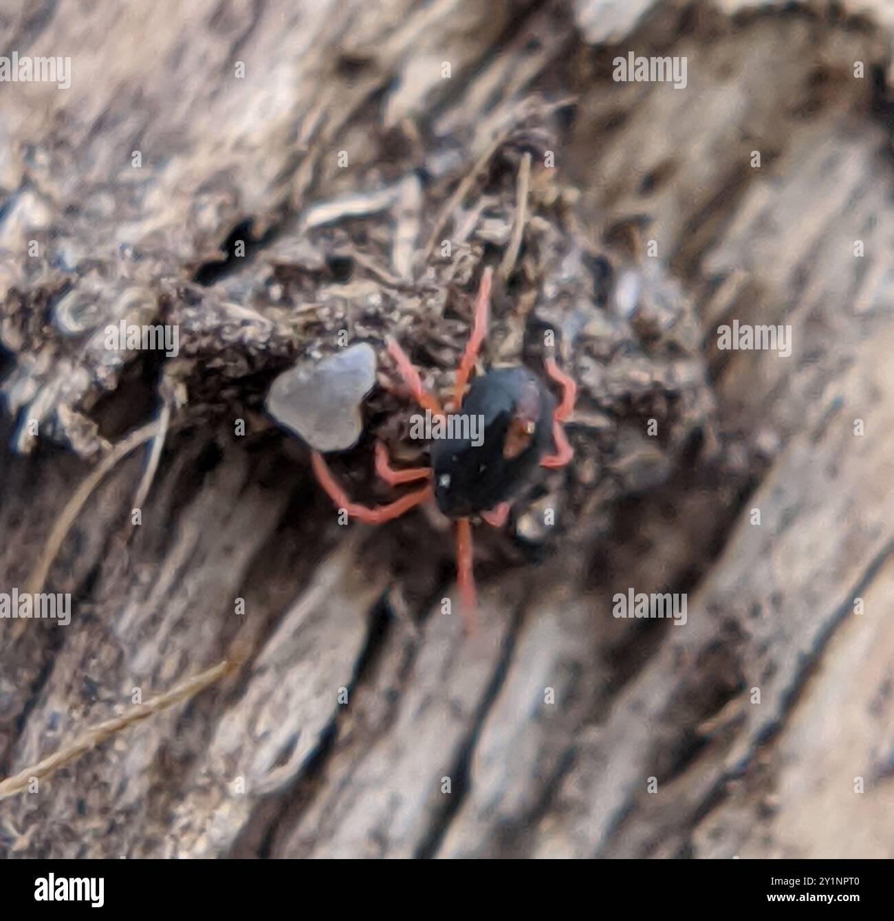 Blue Oat Mite (Penthaleus major) Arachnida Stock Photo - Alamy