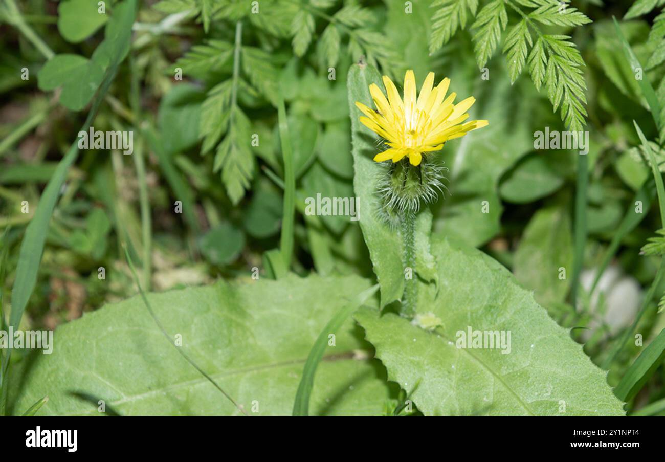 False Hawkbit (Urospermum picroides) Plantae Stock Photo - Alamy