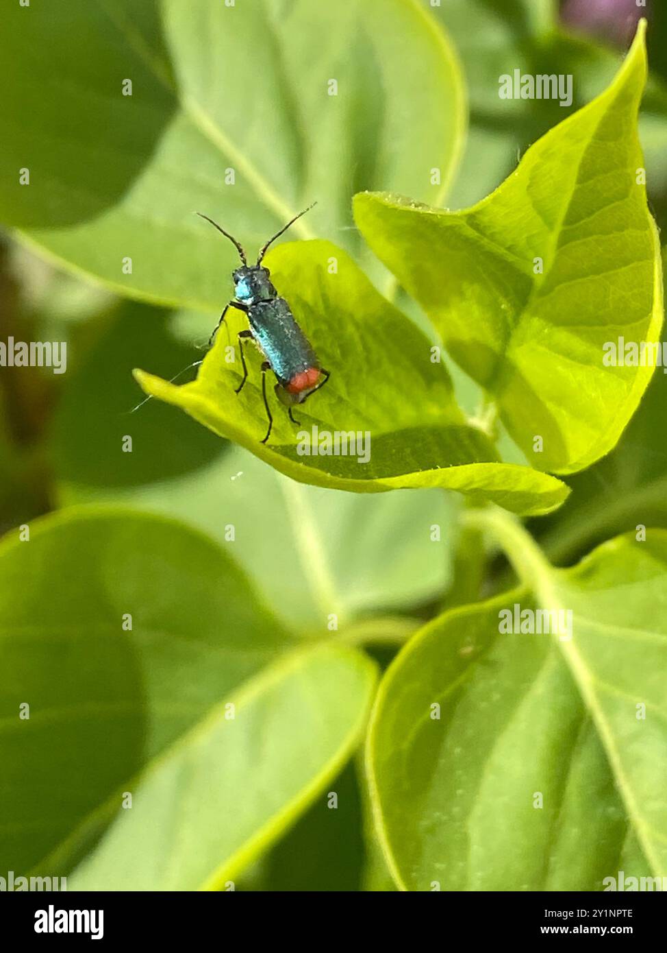 Common Malachite-beetle (Malachius bipustulatus) Insecta Stock Photo ...