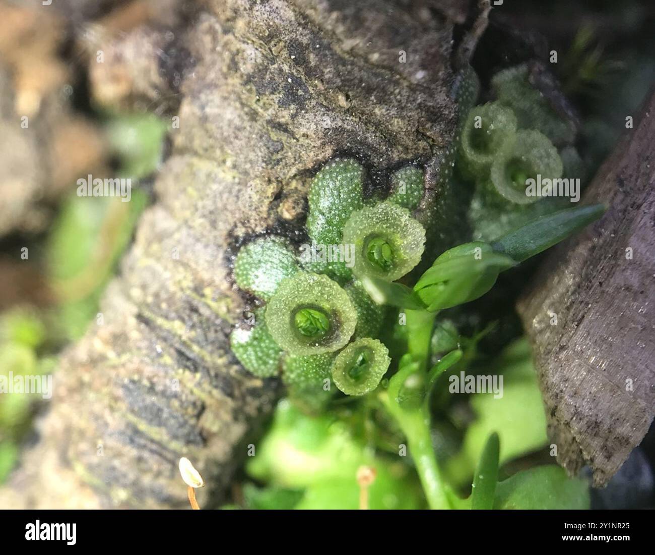 Common Liverwort (Marchantia polymorpha) Plantae Stock Photo - Alamy