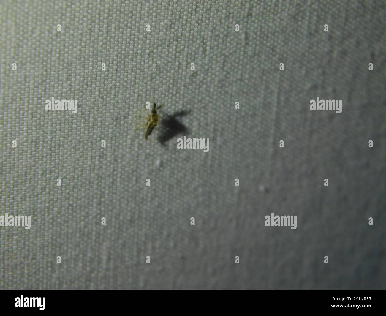 Biting Midges (Ceratopogonidae) Insecta Stock Photo - Alamy