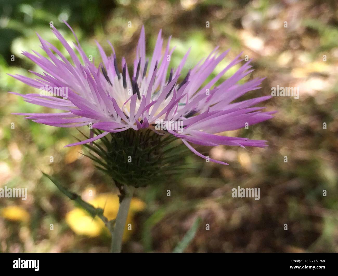 Boar Thistle (Galactites tomentosus) Plantae Stock Photo - Alamy