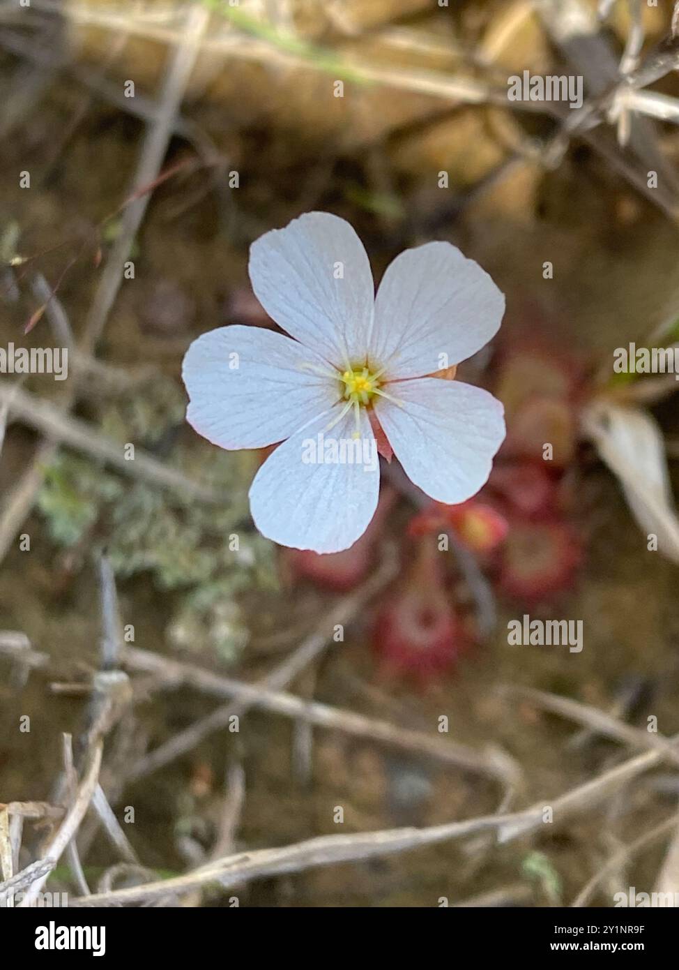 dwarf sundew (Drosera brevifolia) Plantae Stock Photo - Alamy