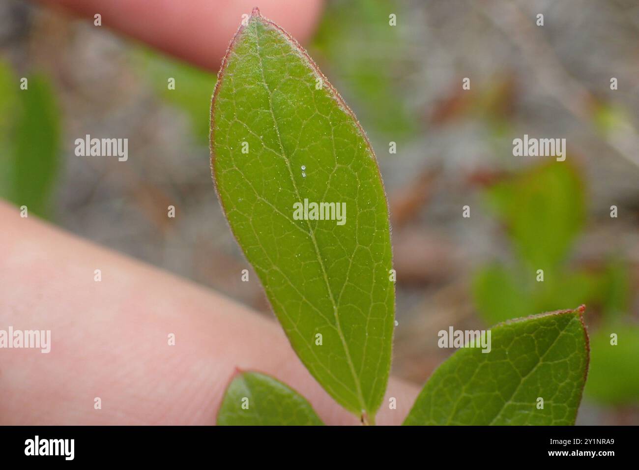 dwarf huckleberry (Gaylussacia dumosa) Plantae Stock Photo - Alamy
