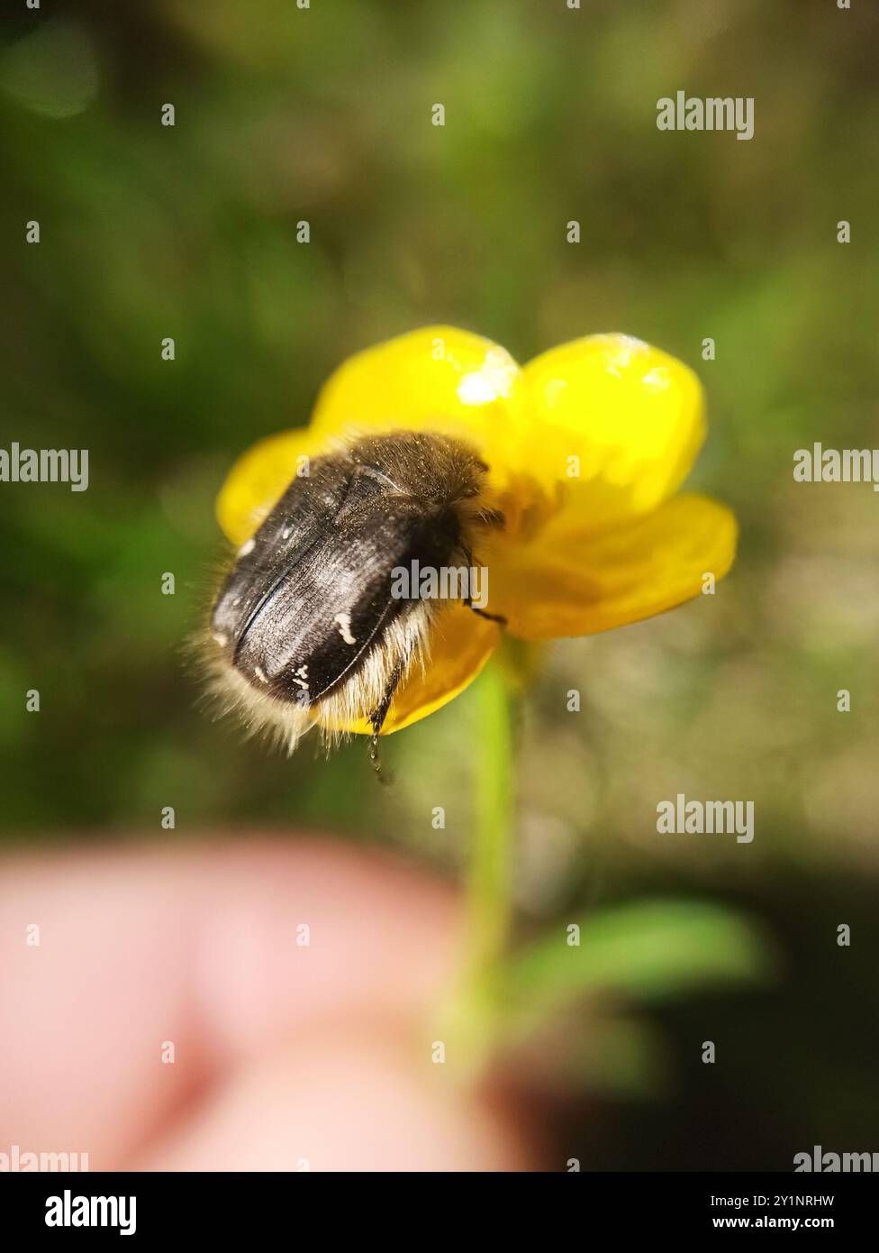 Apple Blossom Beetle (Tropinota hirta) Insecta Stock Photo - Alamy