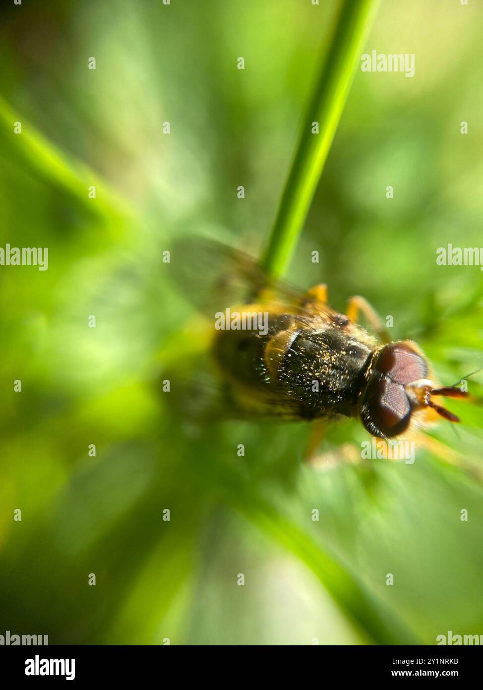 Common Copperback (Ferdinandea cuprea) Insecta Stock Photo - Alamy