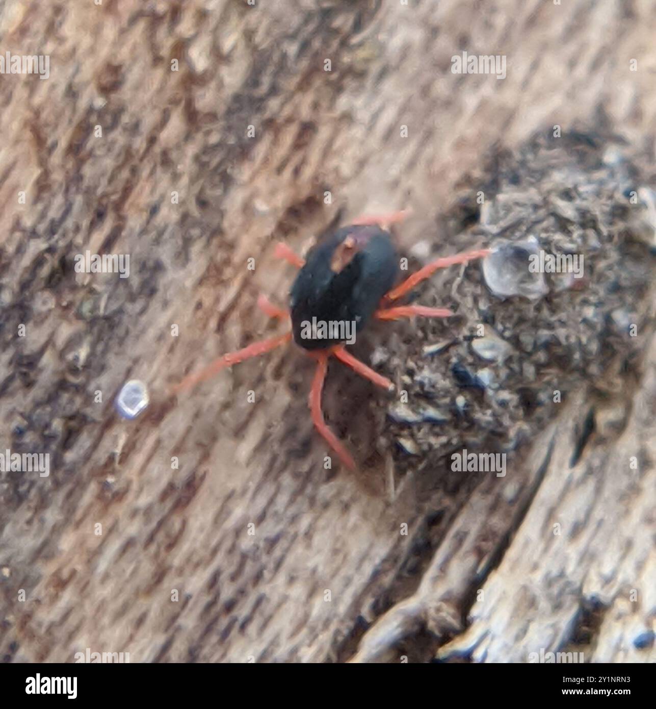 Blue Oat Mite (Penthaleus major) Arachnida Stock Photo - Alamy