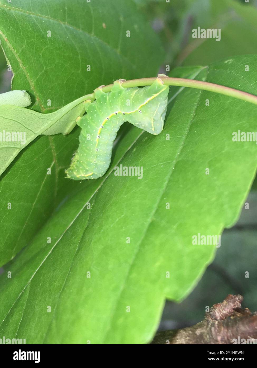 American Copper Underwing (Amphipyra pyramidoides) Insecta Stock Photo ...