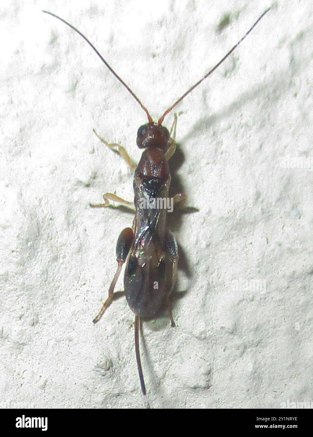 Braconid Wasps (Braconidae) Insecta Stock Photo - Alamy