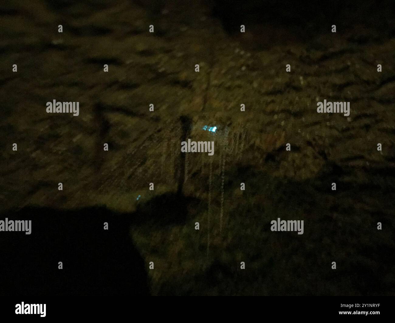 Southern Queensland Glow Worm (Arachnocampa flava) Insecta Stock Photo ...