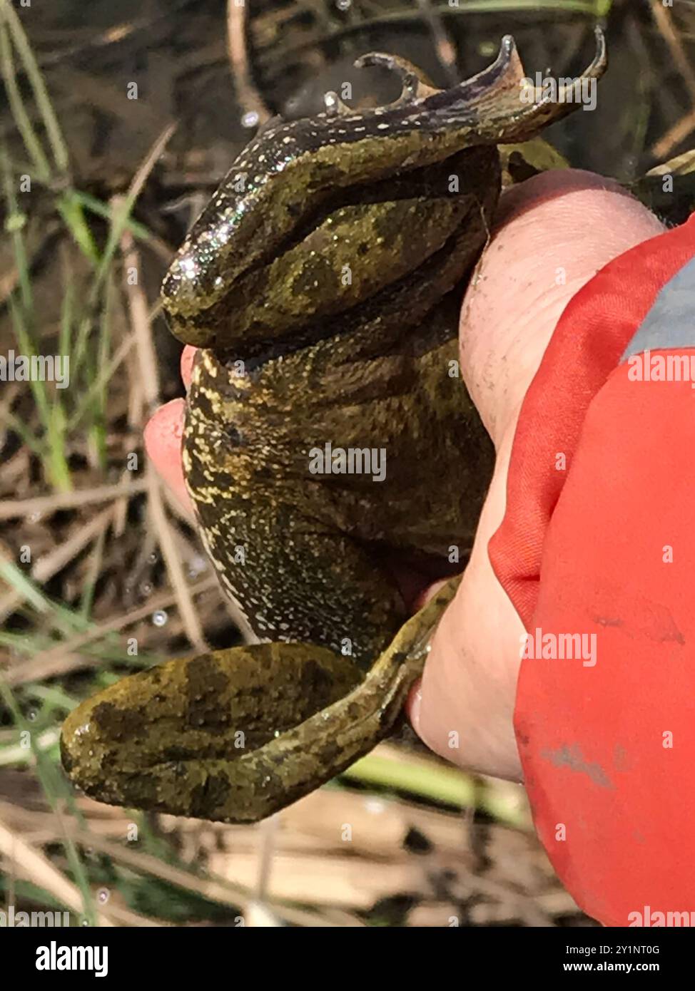 American Bullfrog (Lithobates catesbeianus) Amphibia Stock Photo - Alamy