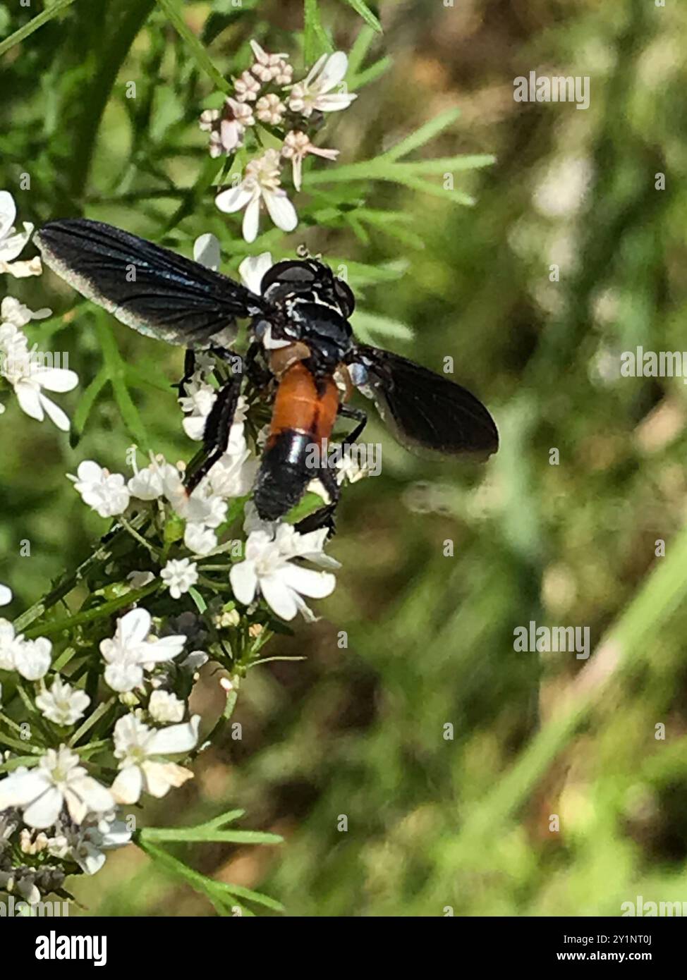 Feather-legged Flies (Trichopoda) Insecta Stock Photo - Alamy