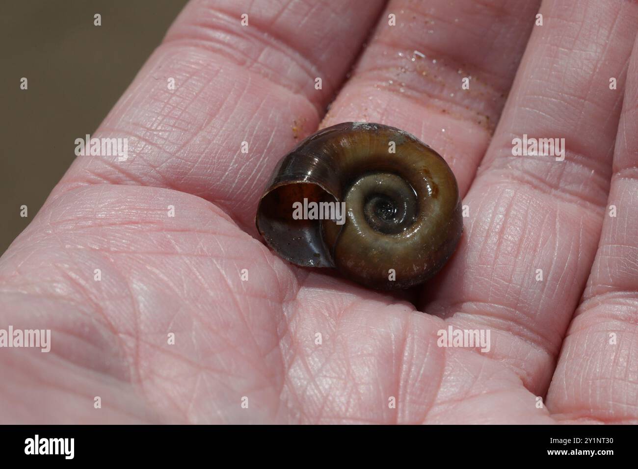 Great Ram's-horn (Planorbarius corneus) Mollusca Stock Photo - Alamy
