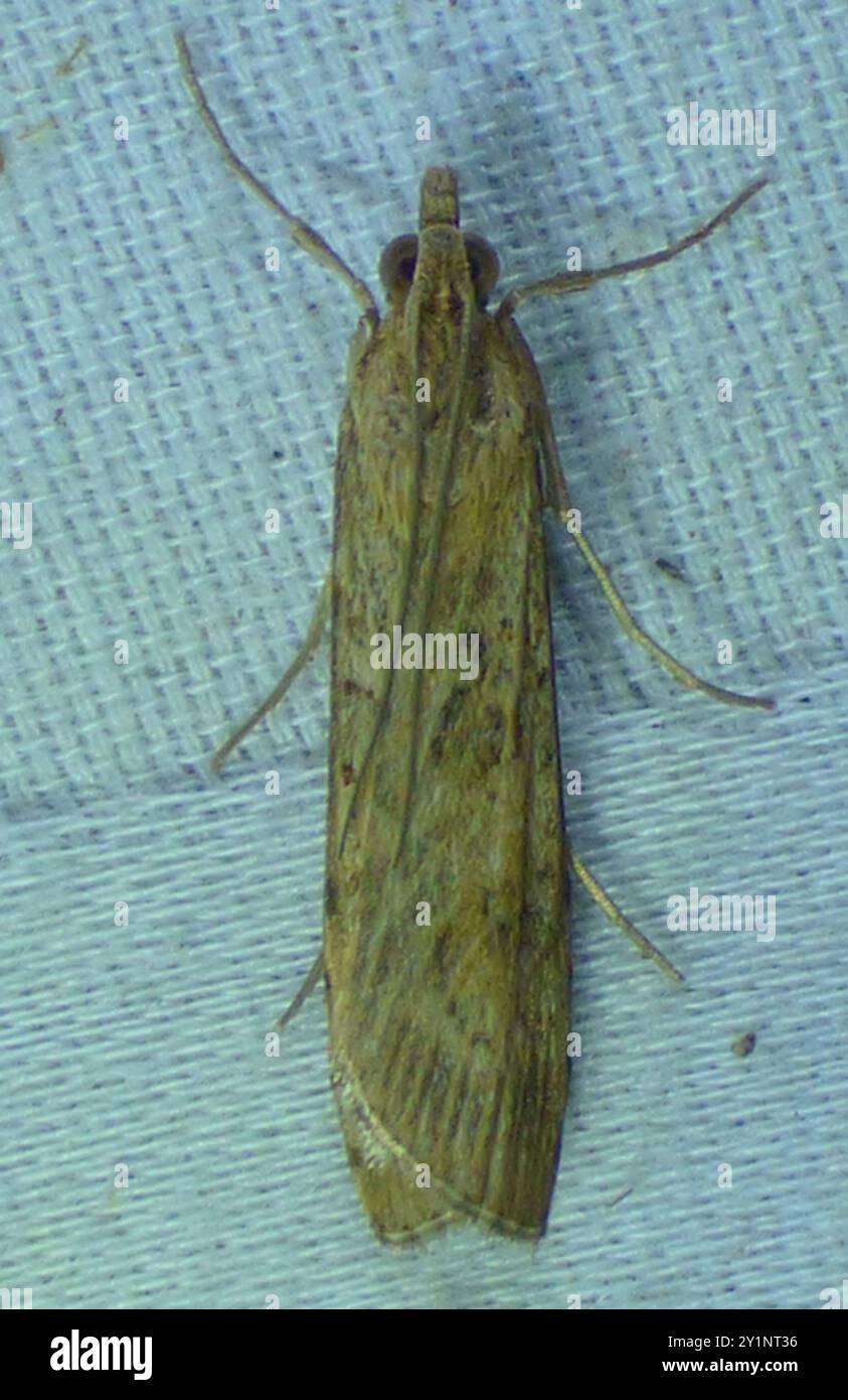 Lucerne Moth (Nomophila nearctica) Insecta Stock Photo - Alamy