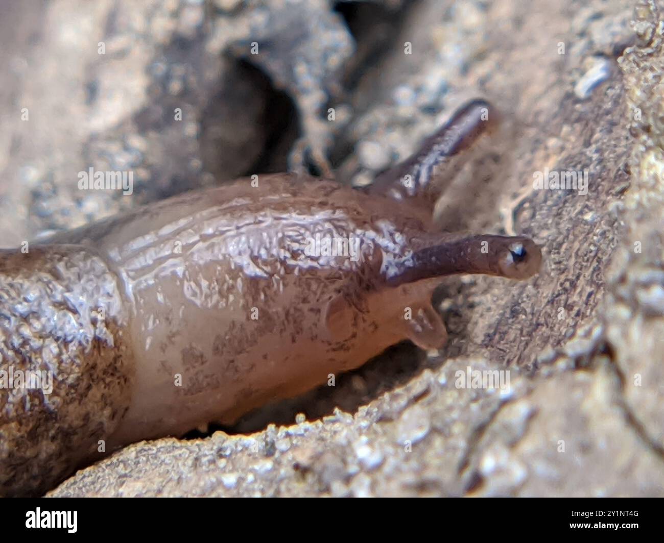 Milky Slug (Deroceras reticulatum) Mollusca Stock Photo - Alamy