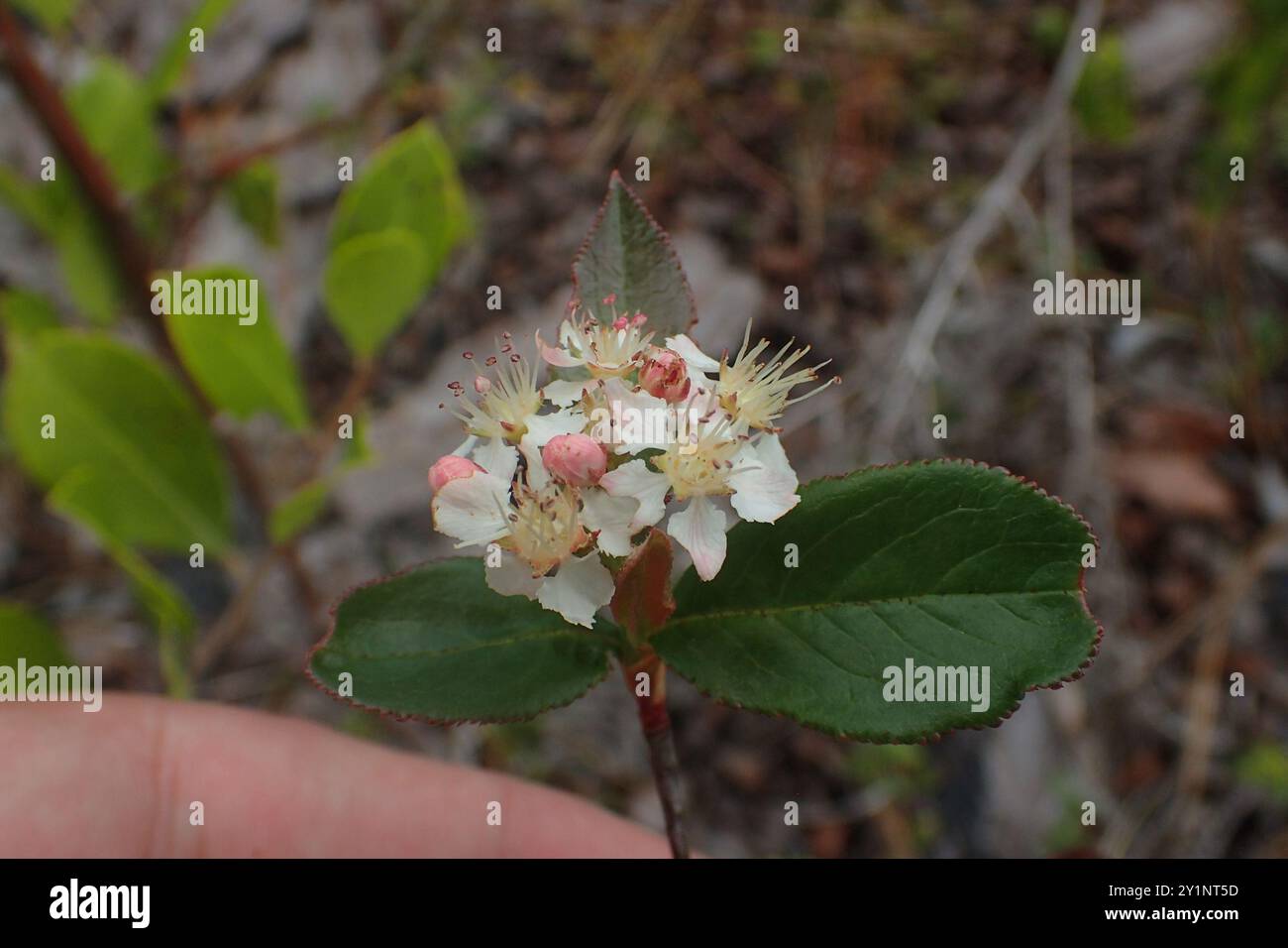 red chokeberry (Aronia arbutifolia) Plantae Stock Photo - Alamy