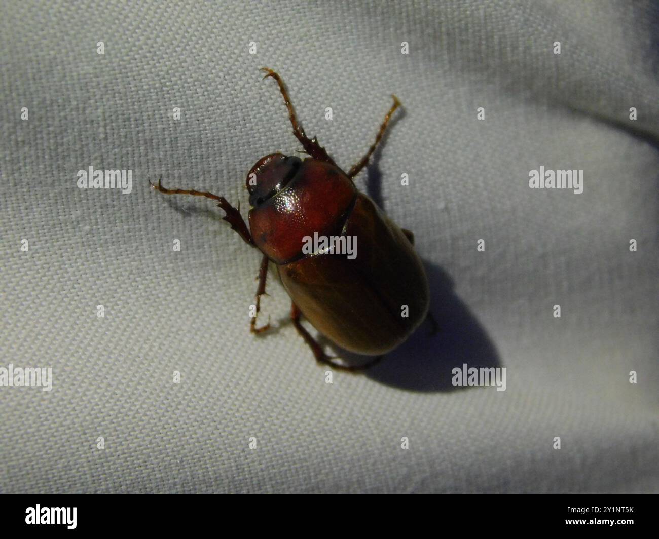 May Beetles (Phyllophaga) Insecta Stock Photo - Alamy