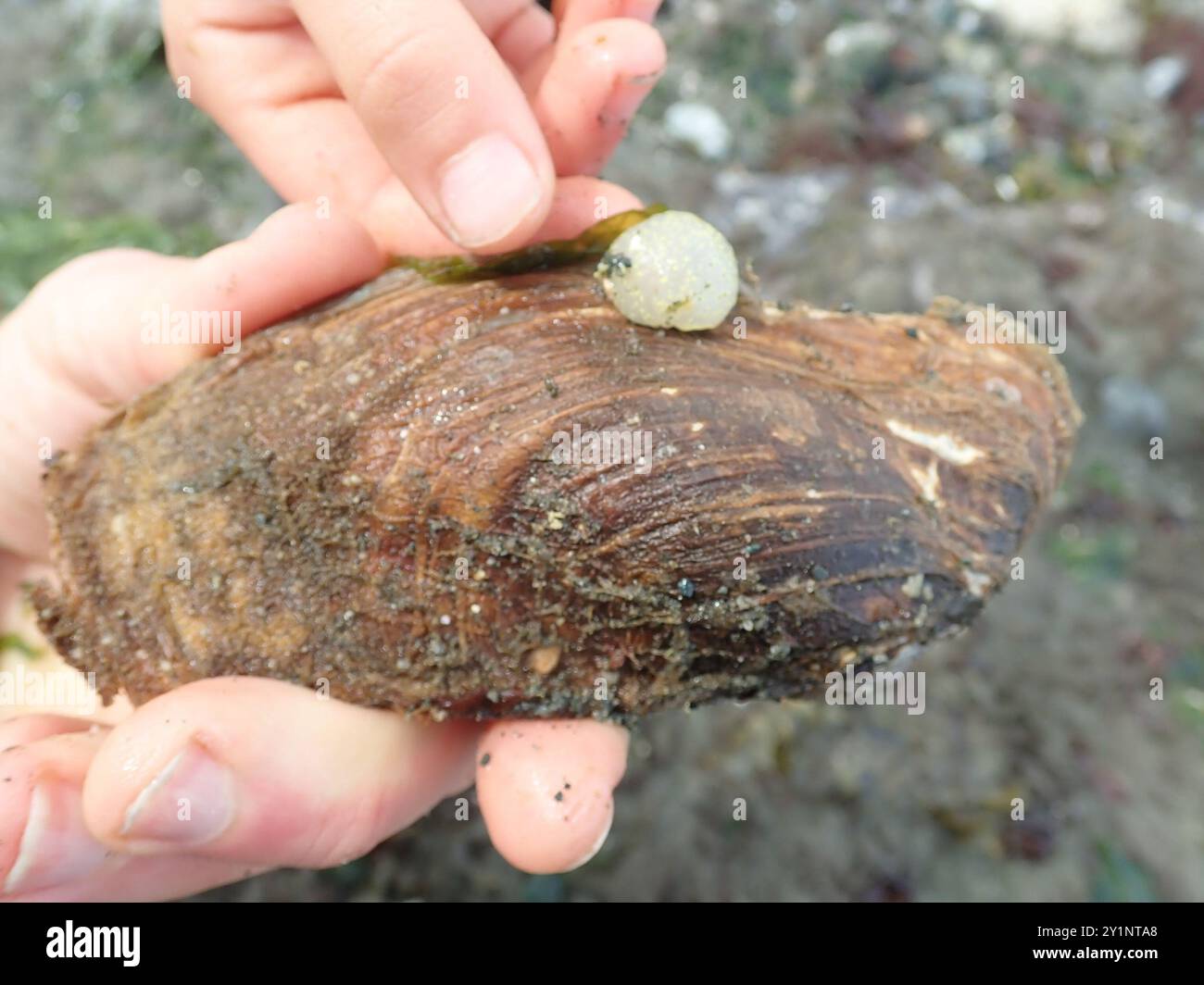 Northwest Ugly Clam (Entodesma navicula) Mollusca Stock Photo - Alamy