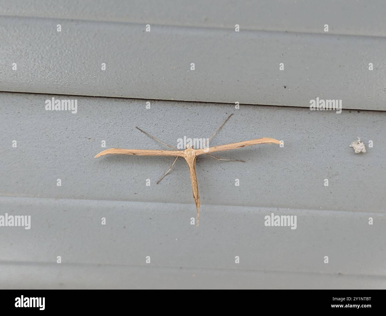 Morning-glory Plume Moth (Emmelina monodactyla) Insecta Stock Photo - Alamy