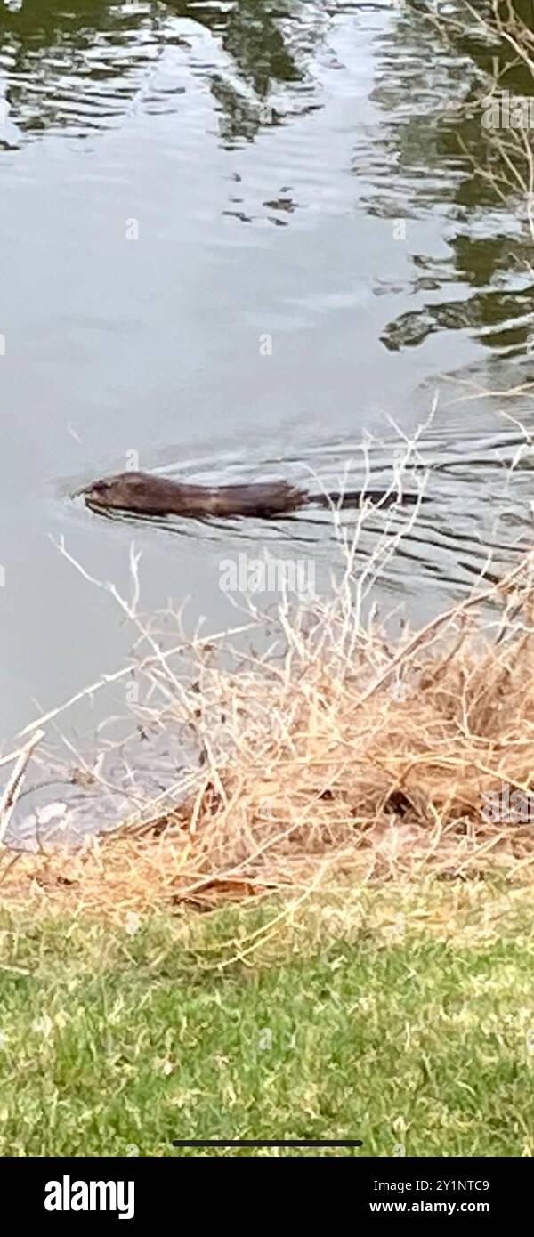 Muskrat (Ondatra zibethicus) Mammalia Stock Photo - Alamy