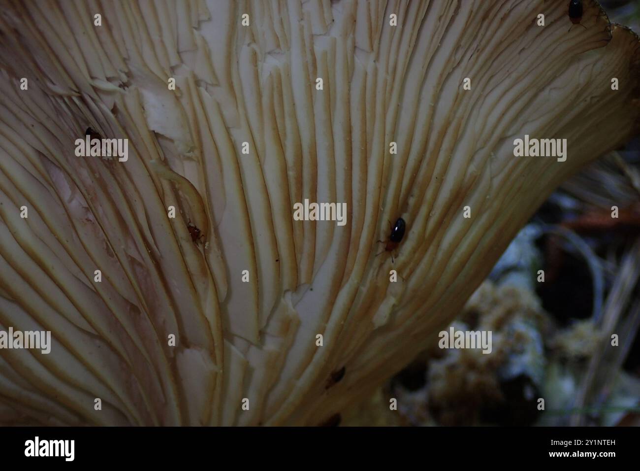 Triplax hi-res stock photography and images - Alamy