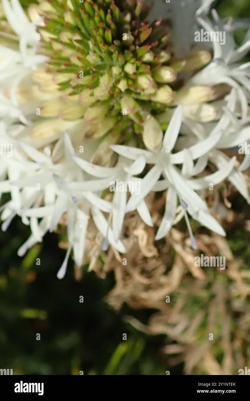 White Mercybell (Merciera leptoloba) Plantae Stock Photo - Alamy