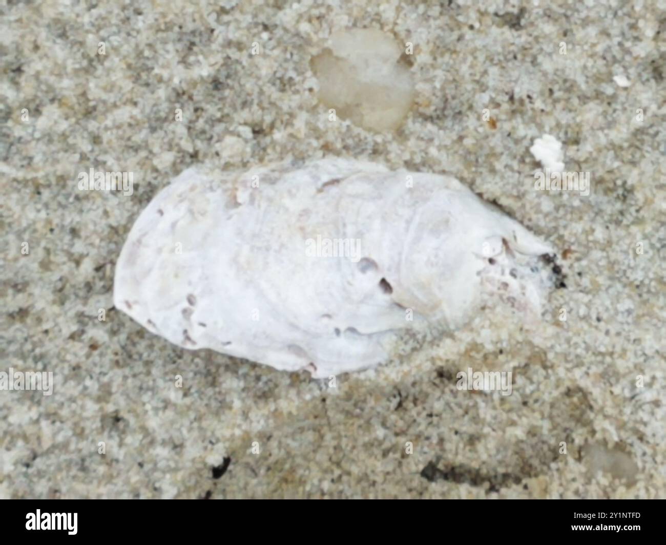 Eastern Oyster (Crassostrea virginica) Mollusca Stock Photo - Alamy