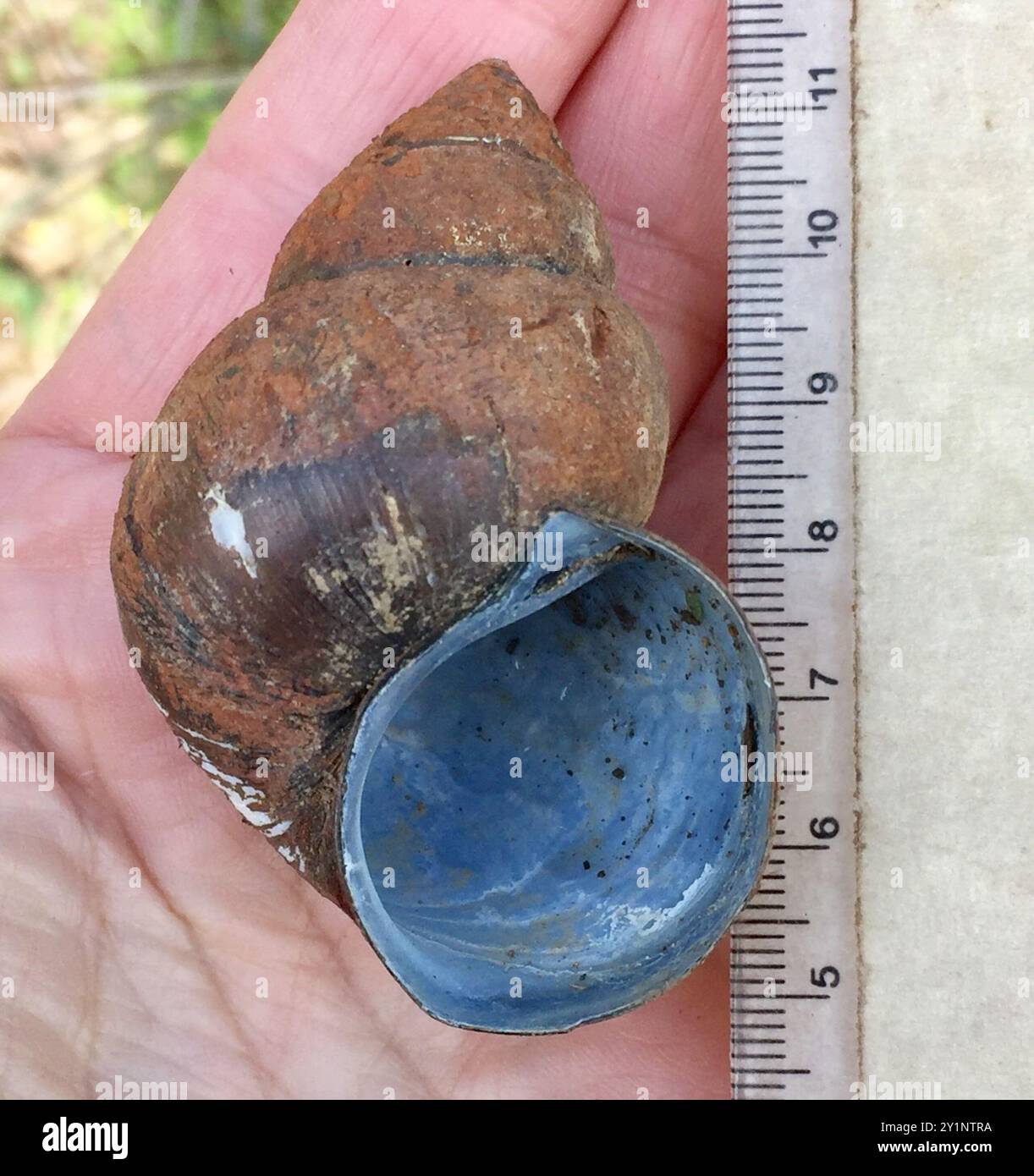 Cipangopaludina chinensis hi-res stock photography and images - Alamy