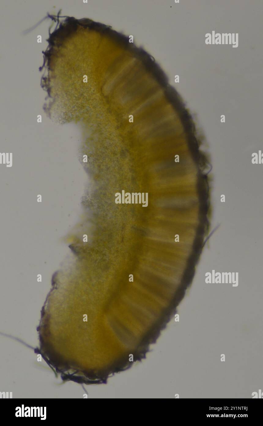 (Zythia resinae) Fungi Stock Photo - Alamy