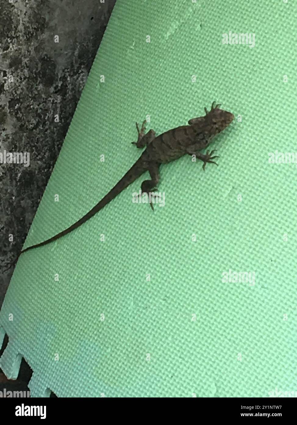 Oriental Garden Lizard (Calotes versicolor) Reptilia Stock Photo - Alamy
