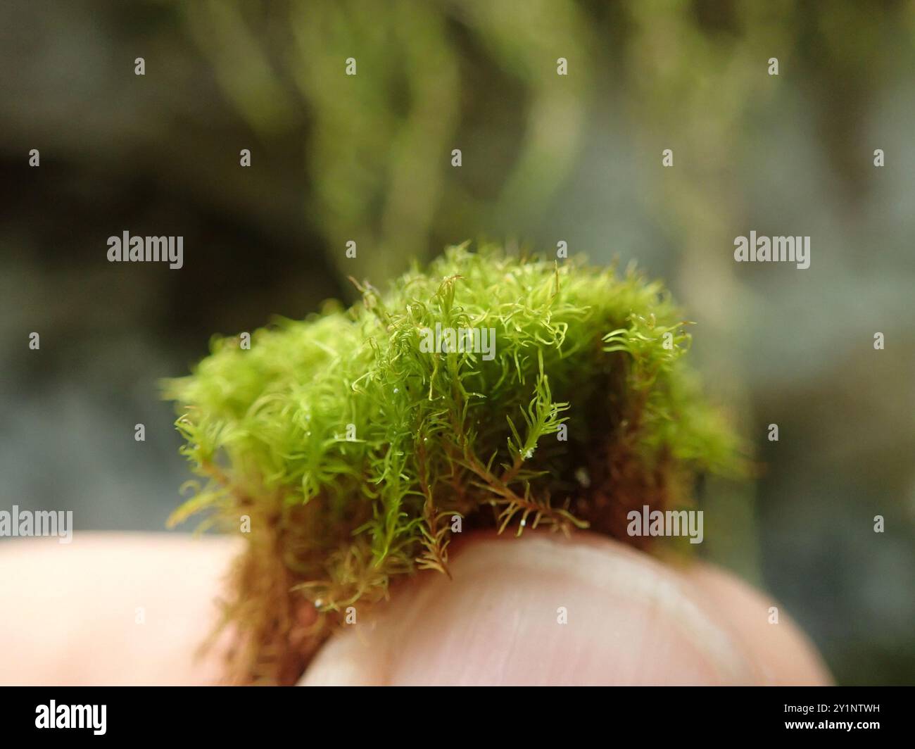 Twisted Moss (Tortella tortuosa) Plantae Stock Photo - Alamy