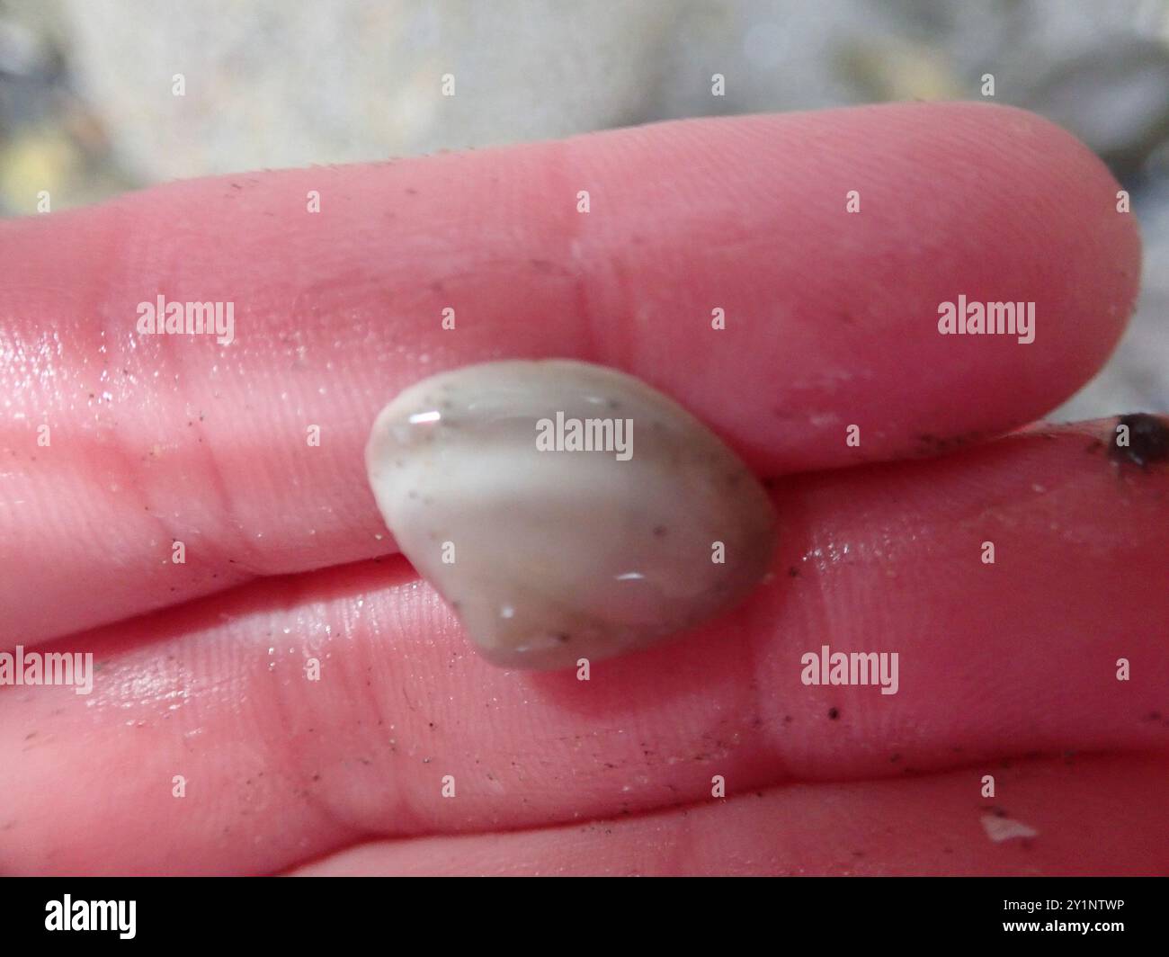 Trough Shells (Mactridae) Mollusca Stock Photo - Alamy