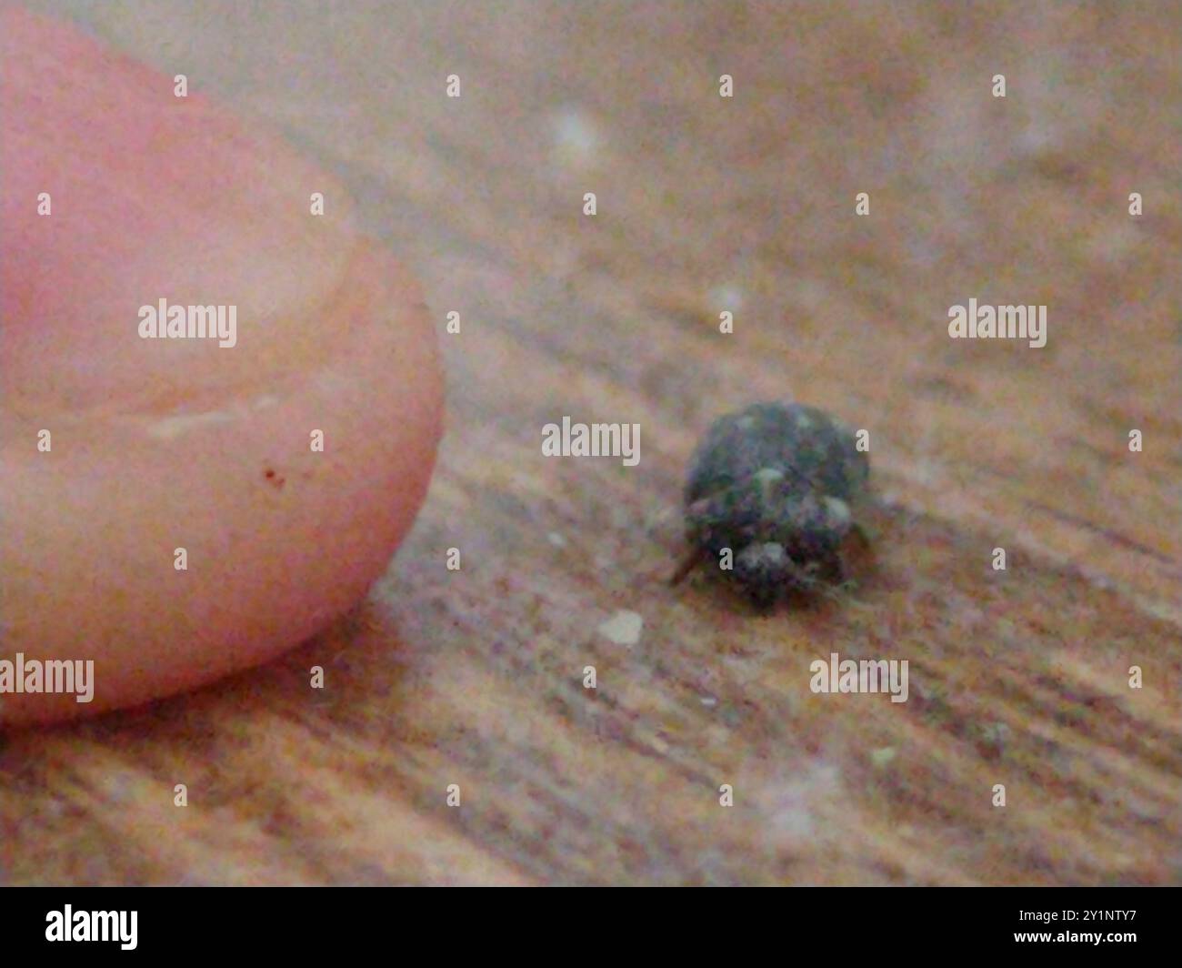 Two-spotted Carpet-beetle (Attagenus pellio) Insecta Stock Photo - Alamy