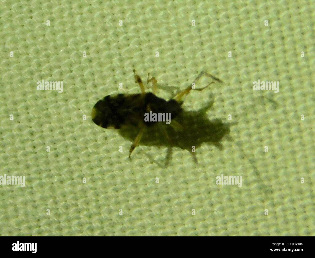 True Bugs, Hoppers, Aphids, and allies (Hemiptera) Insecta Stock Photo ...