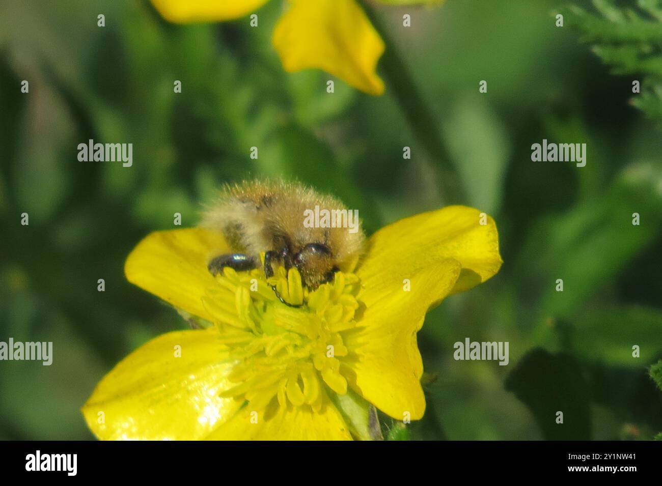 Apple Blossom Beetle (Tropinota hirta) Insecta Stock Photo - Alamy