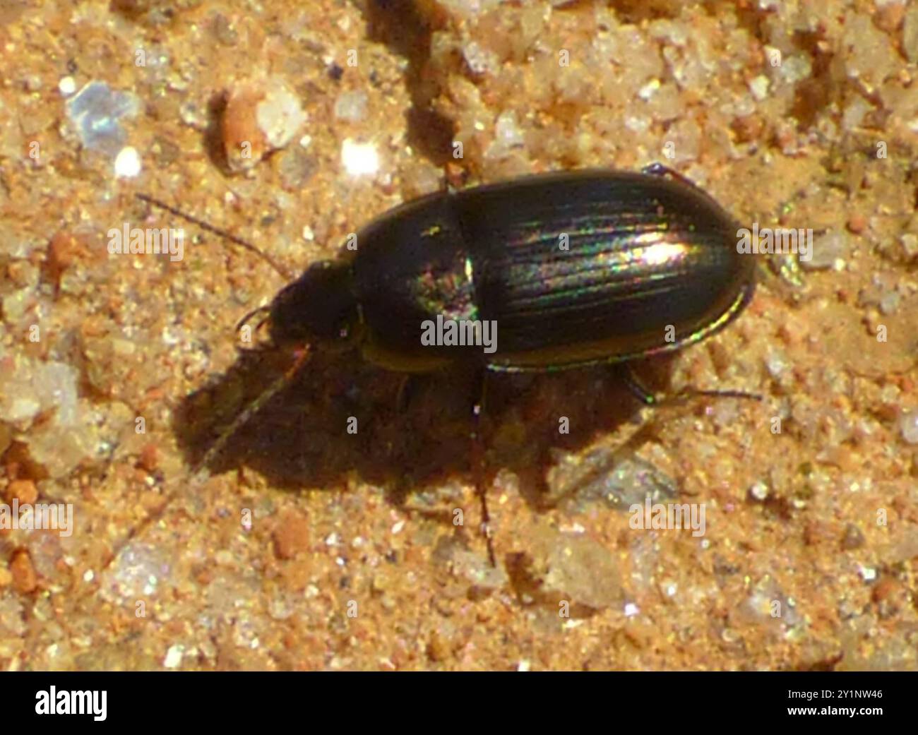 Sun Beetles (Amara) Insecta Stock Photo - Alamy