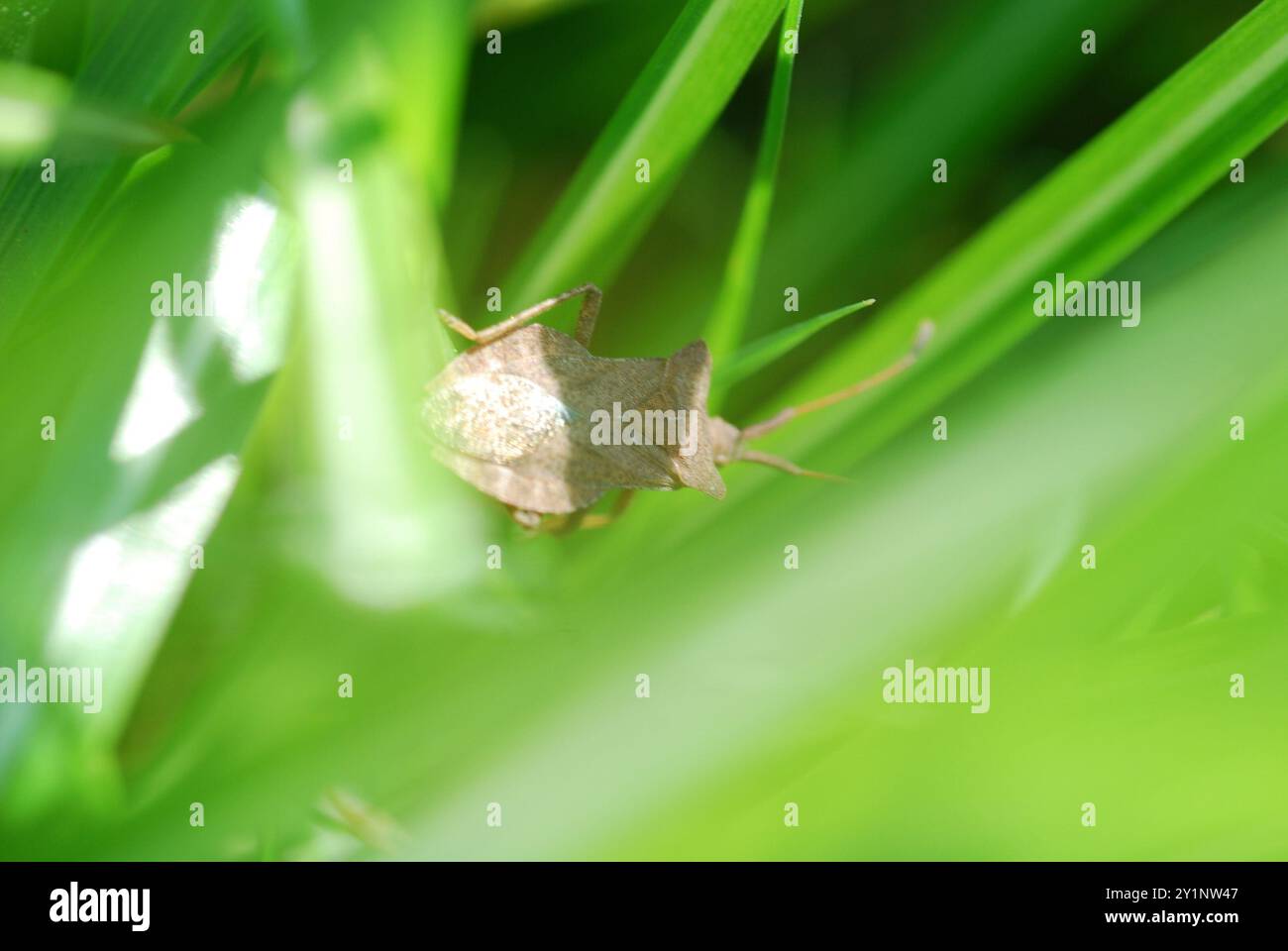 Dock Bug (Coreus marginatus) Insecta Stock Photo - Alamy