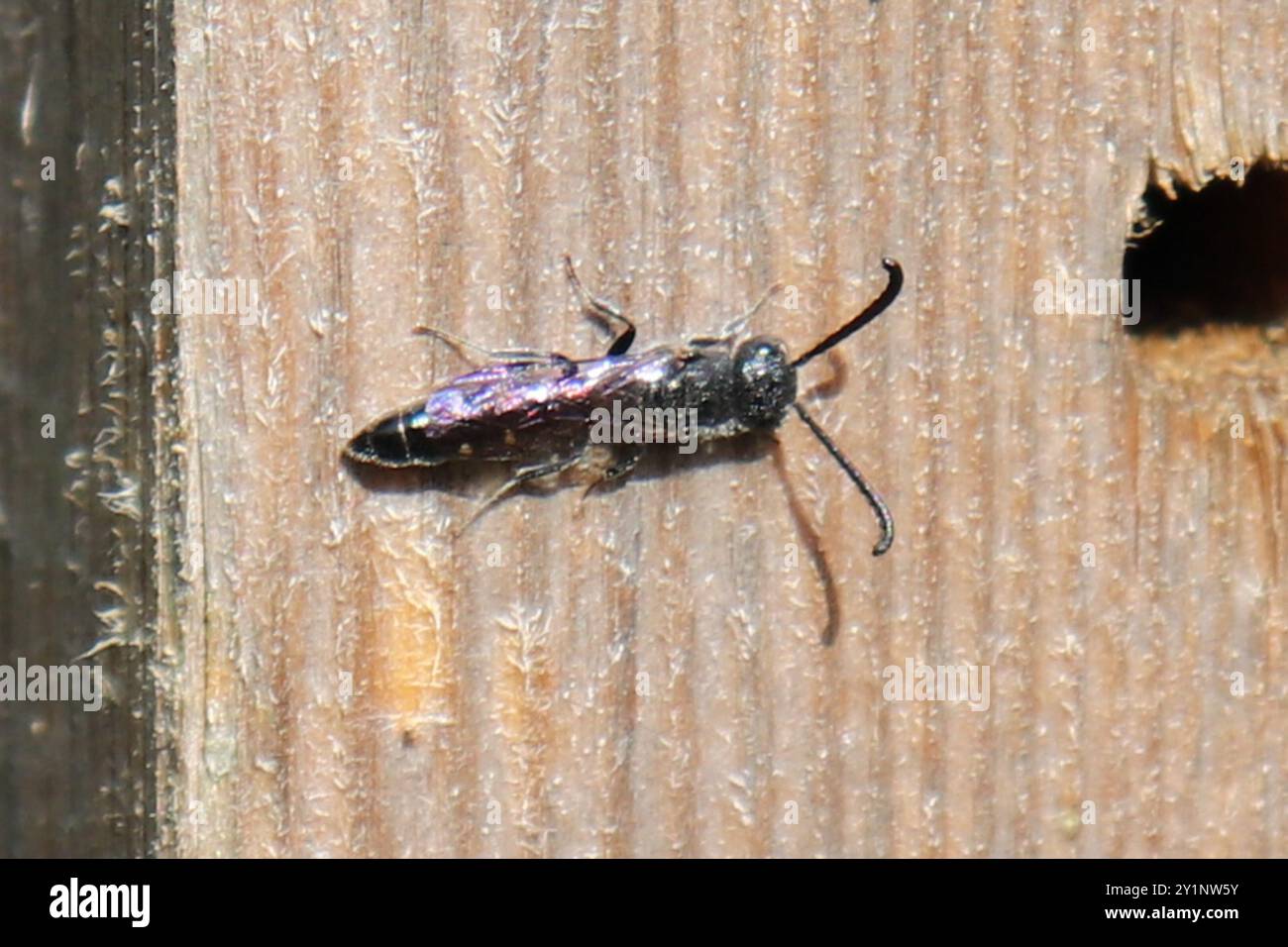 Five-spotted Club-horned Wasp (Sapyga quinquepunctata) Insecta Stock ...