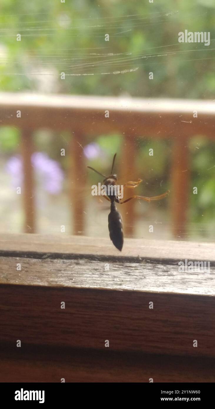 Gregarious Paper Wasps (Agelaia) Insecta Stock Photo - Alamy