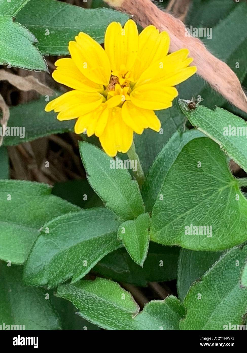 Wedelia (Sphagneticola calendulacea) Plantae Stock Photo - Alamy